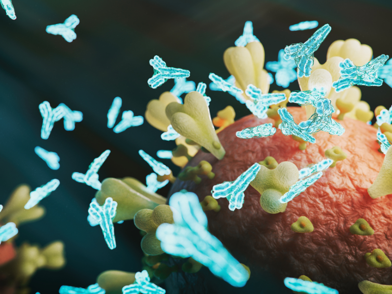 See Antibody Binding in 3D: How Cryo-EM Epitope Mapping Accelerates ...